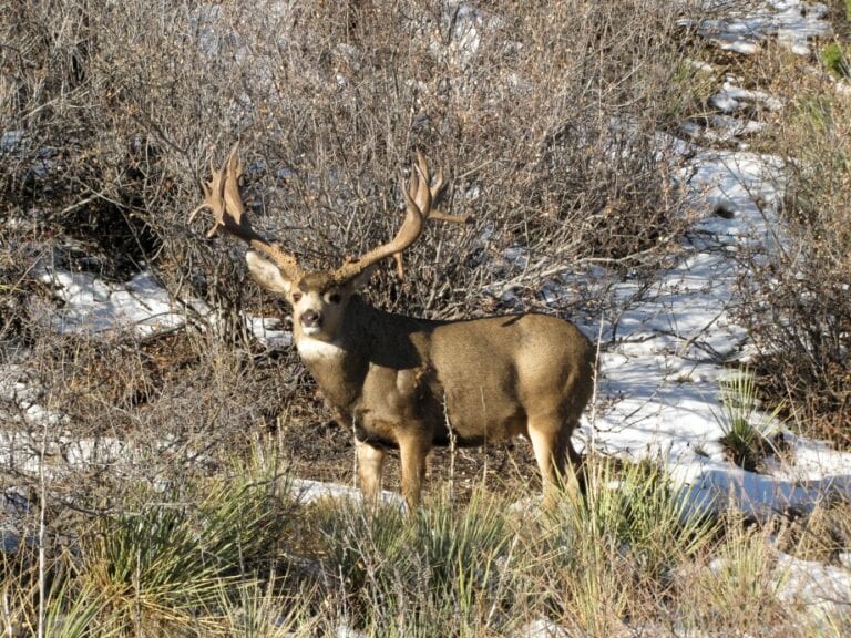 Shhh Best Kept Secret In The West - OTC Deer Tags In AZ During The Rut ...